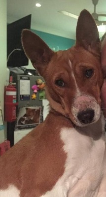 Zande Female Basenji | Basenji Breed Network