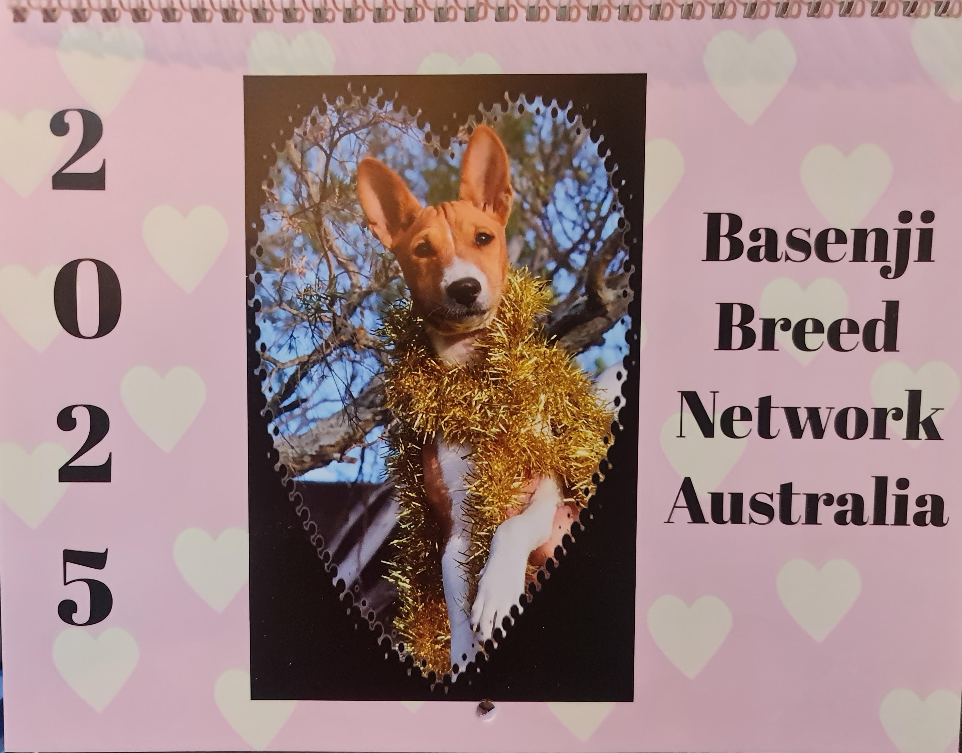 Basenji Breed Network Australia 2025 Calendar | Basenji Breed Network